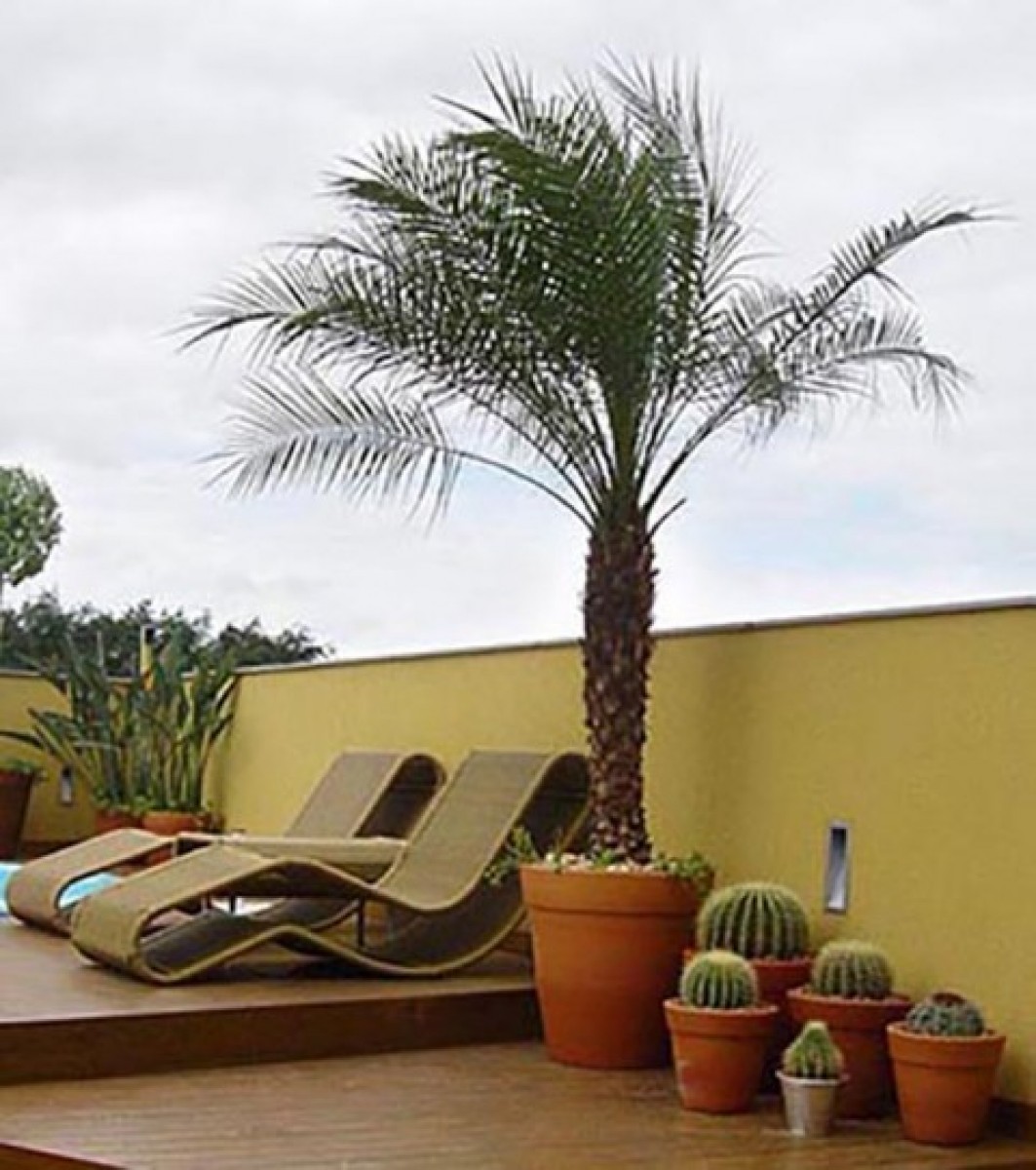 6 plantas ideais para sua cobertura ou terraço - Dona Euzébia Plantas